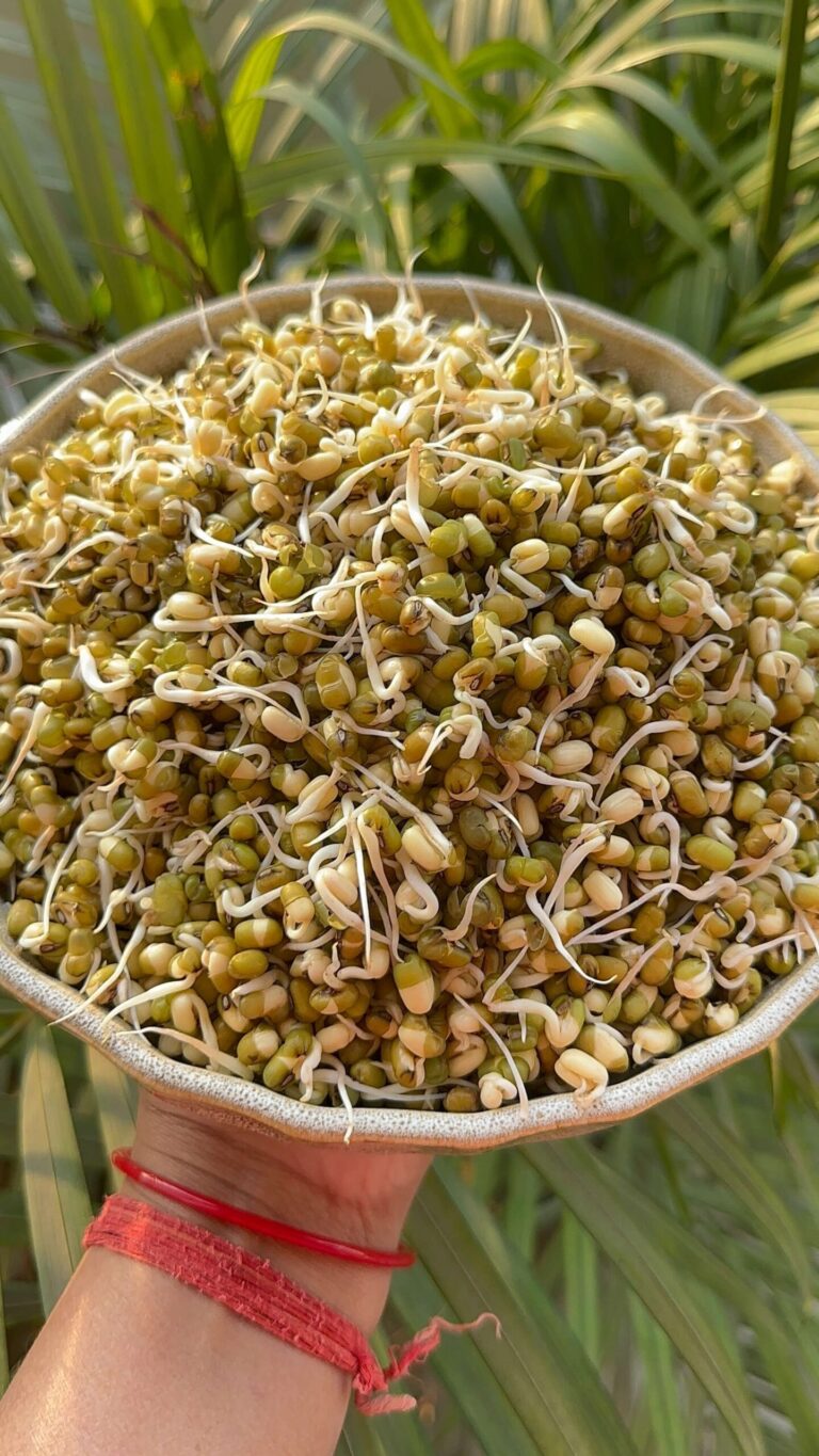 Mung Bean Sprouts | How to Sprout Mung Beans - Aayansh Kitchen